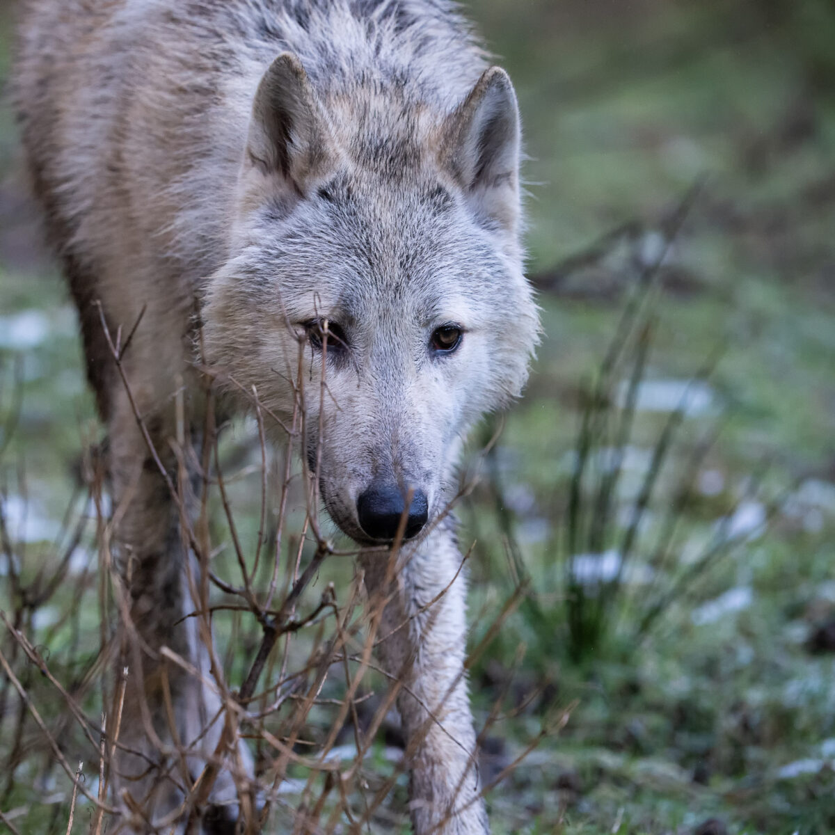 History | Our Story | Wolf Watch