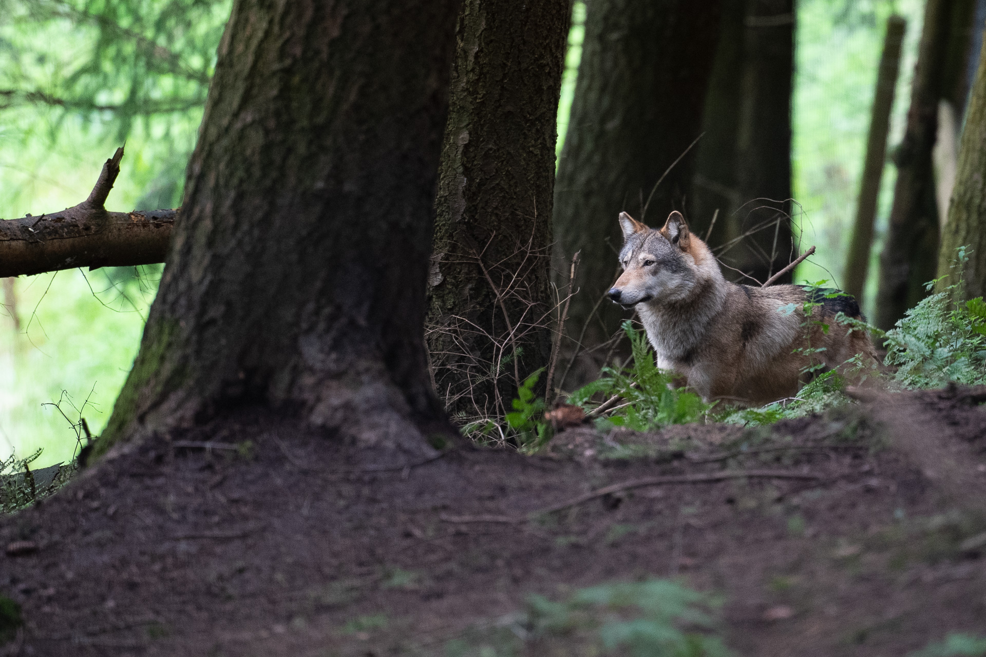 Support Us | Wolf Watch