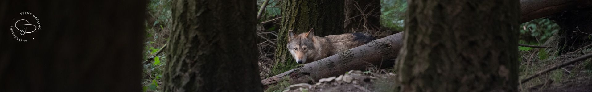 Members | Wolf Watch