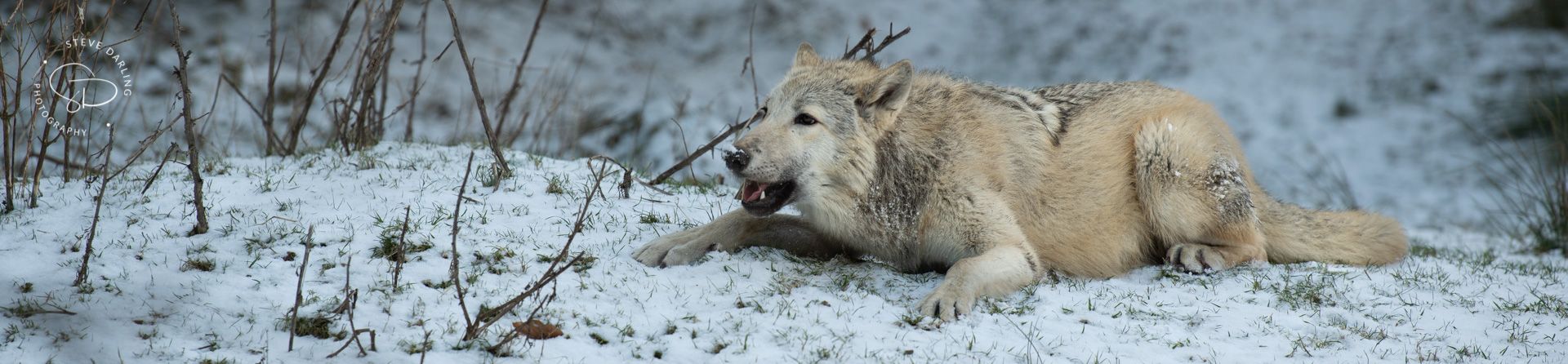 Contact Us | Wolf Watch