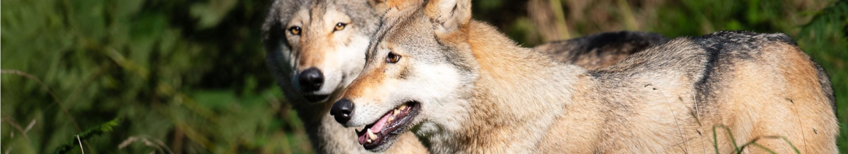 Our Story | Wolf Watch UK