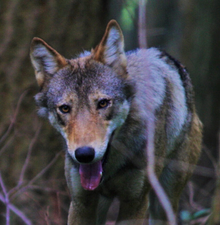 History | Our Story | Wolf Watch
