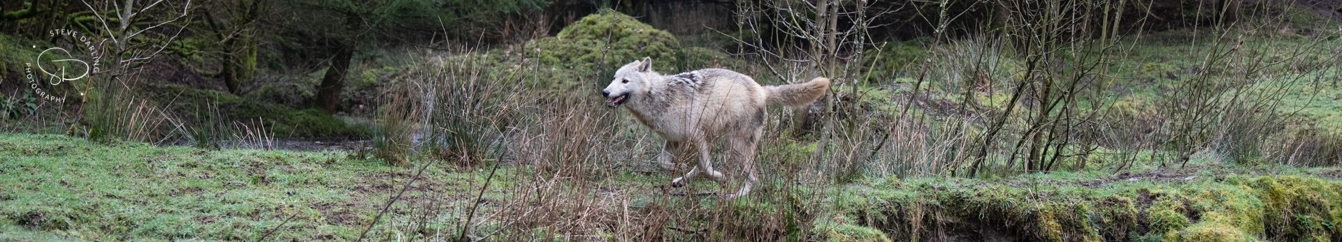 Shop | Wolf Watch