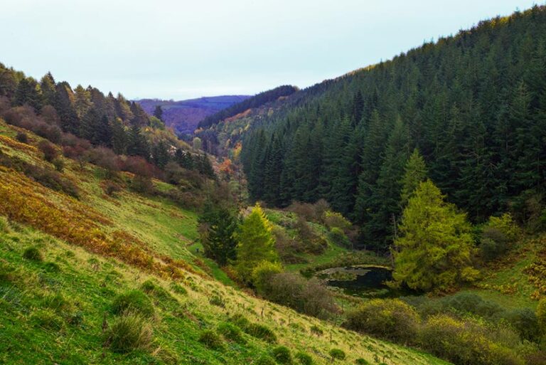The Centre | Our Story | Wolf Watch
