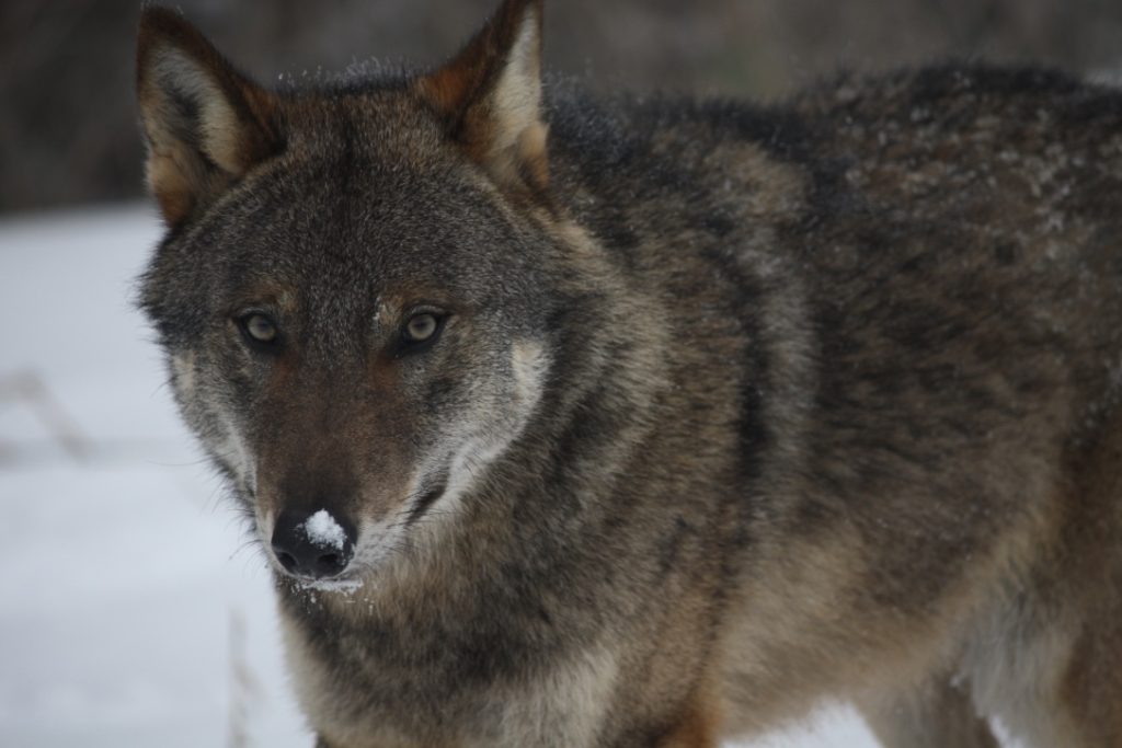 Our Story | Wolf Watch UK